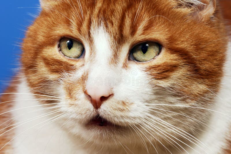 Eyes red-haired cat stock photo. Image of white, portrait - 31132388