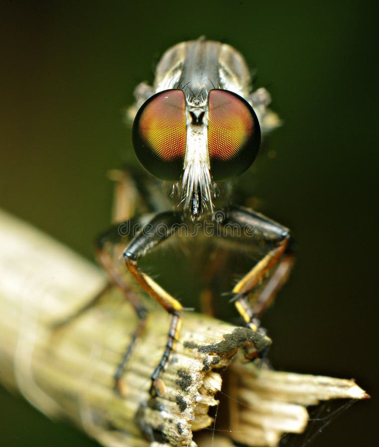 The eyes of robberfly stock image. Image of metallic - 35140415