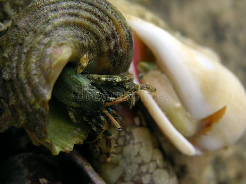 Eyes from the shell stock photo. Image of beaches, rock - 2477852
