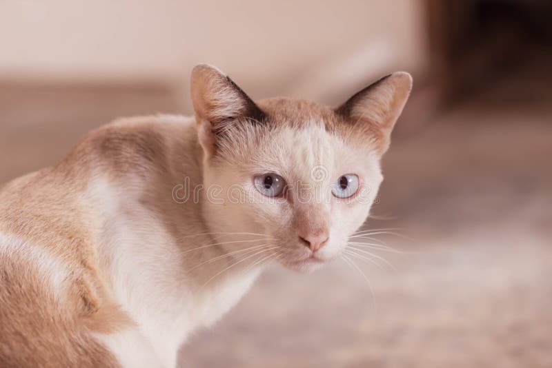 Eyes of siamese cat stock image. Image of beauty, closeup - 57207937