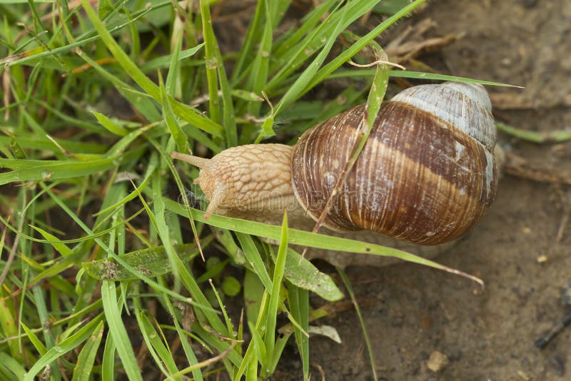 Eyes of snail stock image. Image of slowness, sticky - 19722653