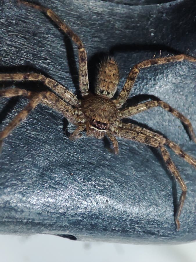 6 eyes spider stock image. Image of insect, arthropod - 256106207