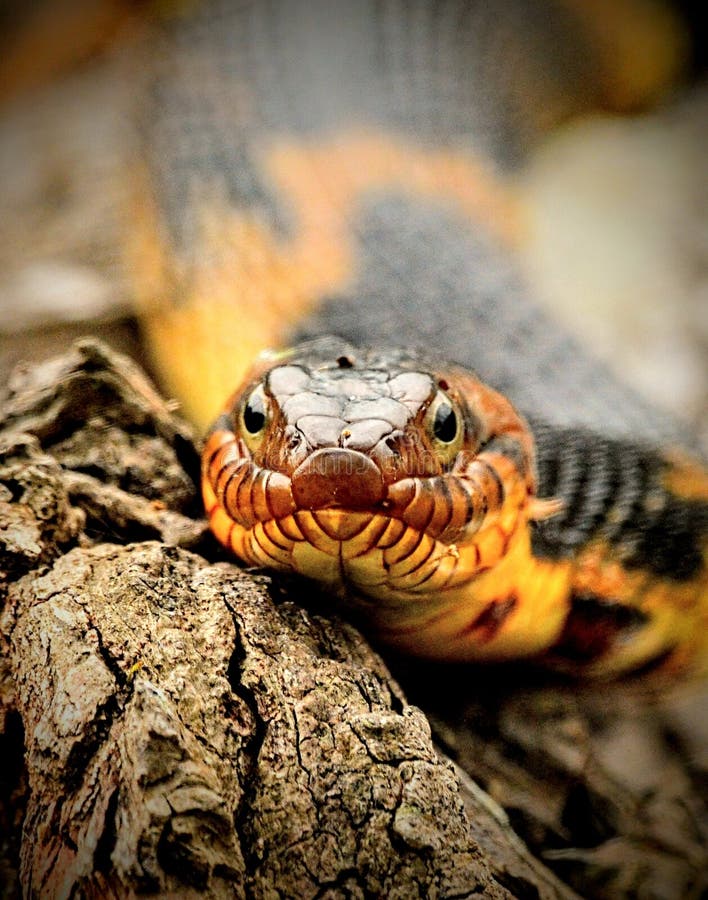 The Eyes of a Texas Snake stock photo. Image of slither - 392053216