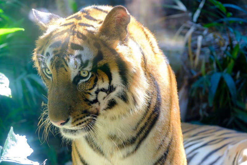 Sight of tiger stock photo. Image of eyesight, head - 135999482