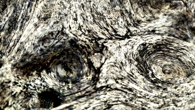 Eyes on the tree stock image. Image of pattern, rock - 212685183