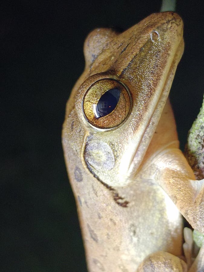 Eyes of tree frog stock image. Image of organ, reptile - 280596893