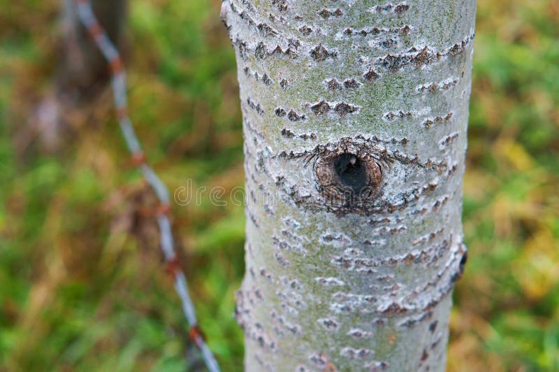 Eyes, tree, nature looks stock image. Image of bark, nature - 82141391