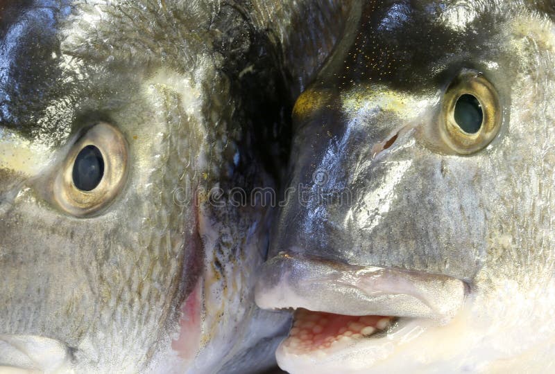 Double Bar Bream (acanthopagrus Bifasciatus) Stock Image - Image of ...