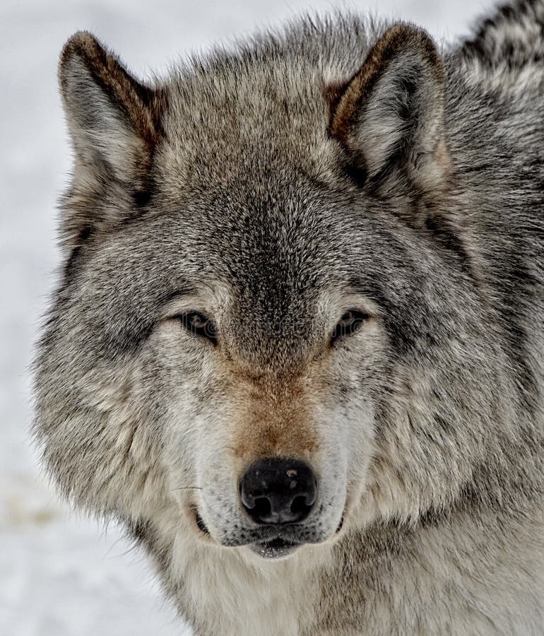 241 Close Up Timber Wolf Eyes Photos - Free & Royalty-Free Stock Photos ...