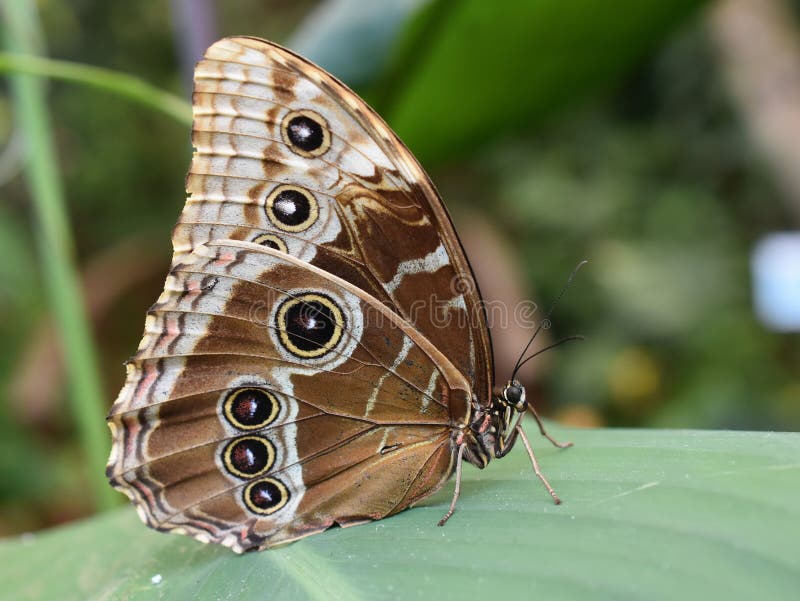 Blue Morpho Butterfly Morpho Peleides Eyespots Stock Image - Image of ...