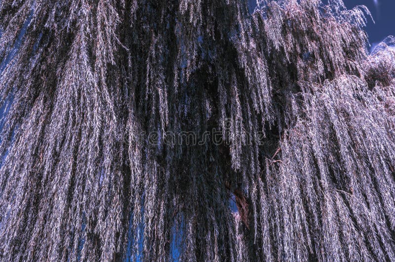 Eywa tree. stock photo. Image of west, tree, greeen, weeping - 40700618