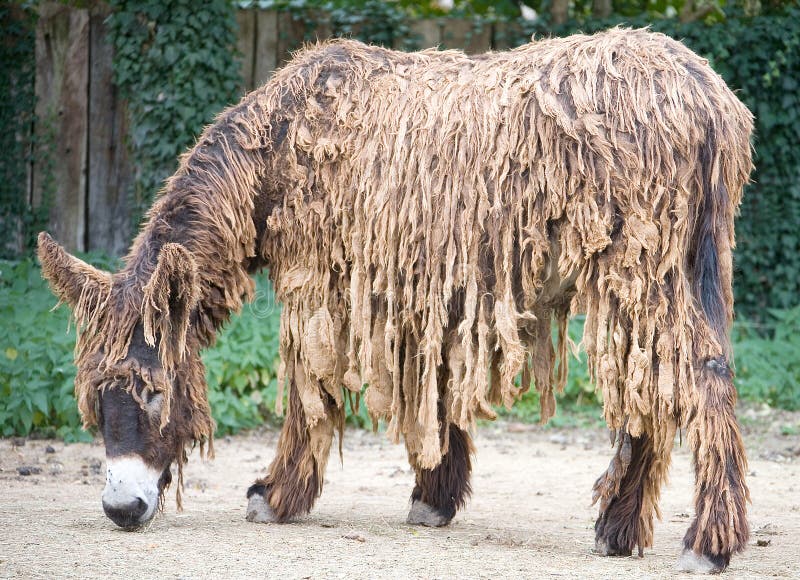 Ezel 1 van Poitou `s stock foto. Image of vreemd, gras - 3255292