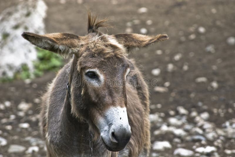 Grappige Ezel stock foto. Image of ezel, beet, bijten - 3151256