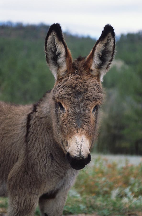 Grappige ezel stock afbeelding. Image of land, schepsel - 20439591