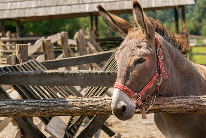 Ezel stock afbeelding. Image of muilezel, mond, groen - 111086797