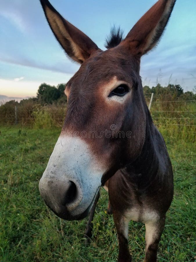 Ezel stock afbeelding. Image of sluit, dier, hemel, ezel - 112308413