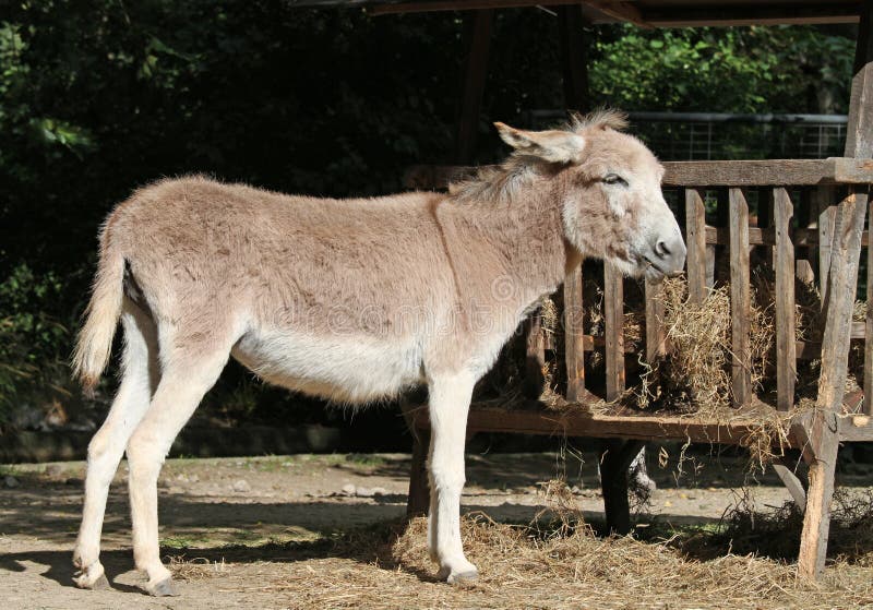 Ezel stock foto. Image of hengst, merrie, leuk, hoofd - 16105514