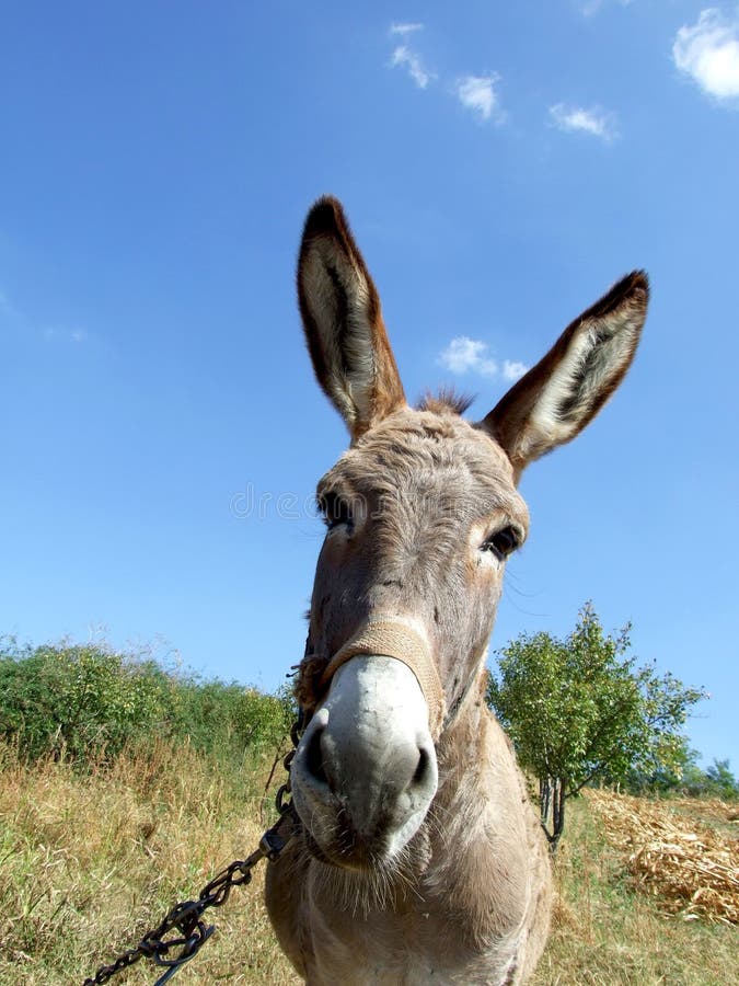 De ezel van Cyprus stock foto. Image of bestemming, schat - 40813830