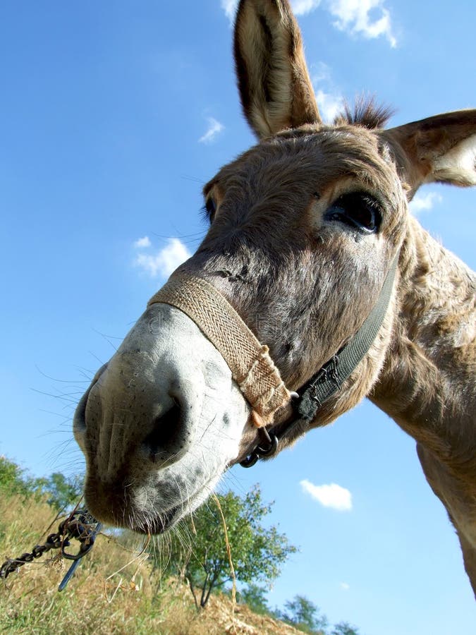 Een ezel met glazen stock foto. Image of niemand, landbouwbedrijf ...