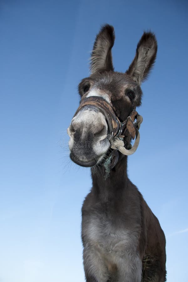 Ezelshoofd Op Witte Achtergrond Grappige Ezels Portait Dichte ...