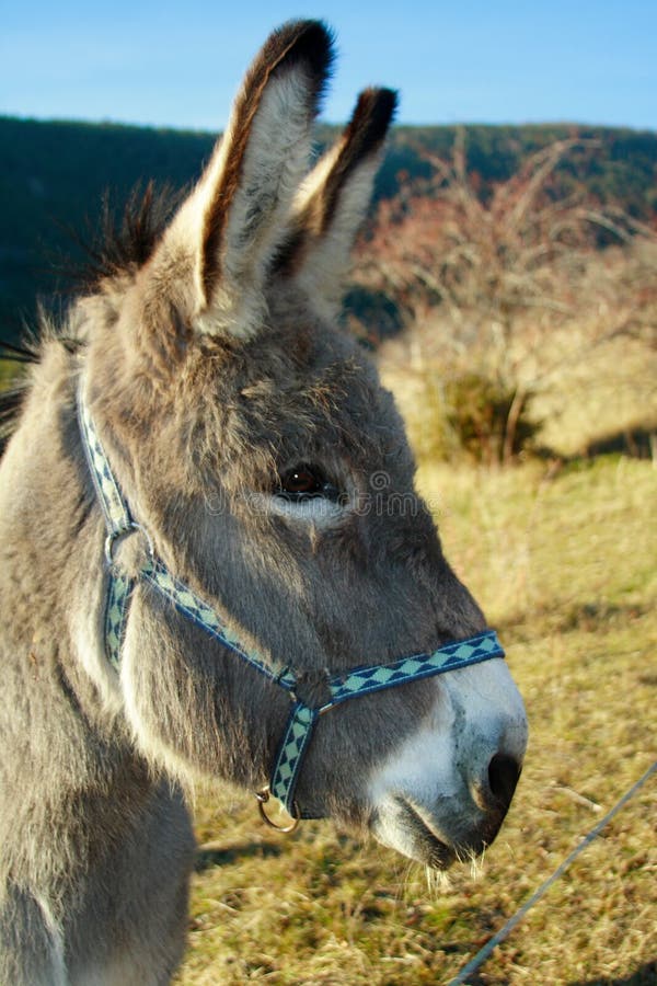De Grijze Ezel in De Dierentuin, Glimlacht En Eet Stock Afbeelding ...