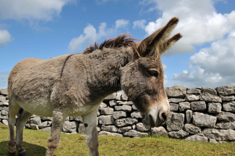De Ierse Ezel Van Nice Achter Een Muur Van De Steen Stock Foto - Image ...