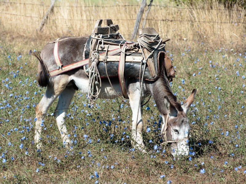 Ezel stock foto. Image of platteland, uitsnijden, zadel - 21575770