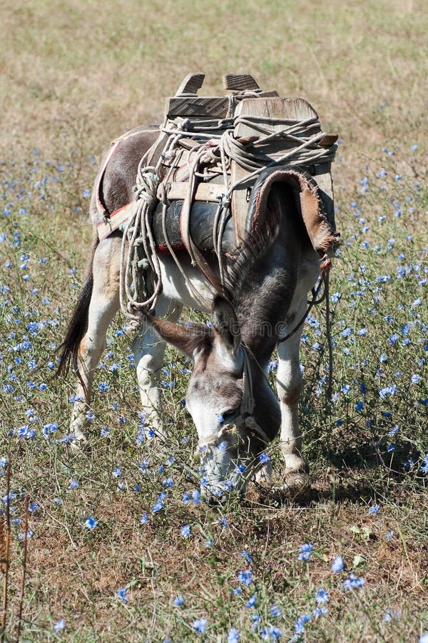 Ezel stock foto. Image of platteland, uitsnijden, zadel - 21575770