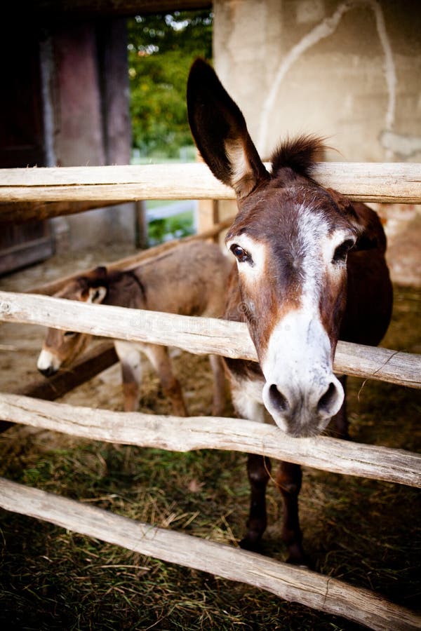 Marrakech Marokko, Stedelijke Ezel Stock Foto - Image of zoogdier ...