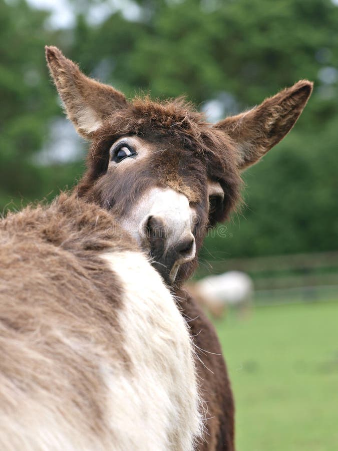Grappige Ezel stock foto. Image of ezel, beet, bijten - 3151256