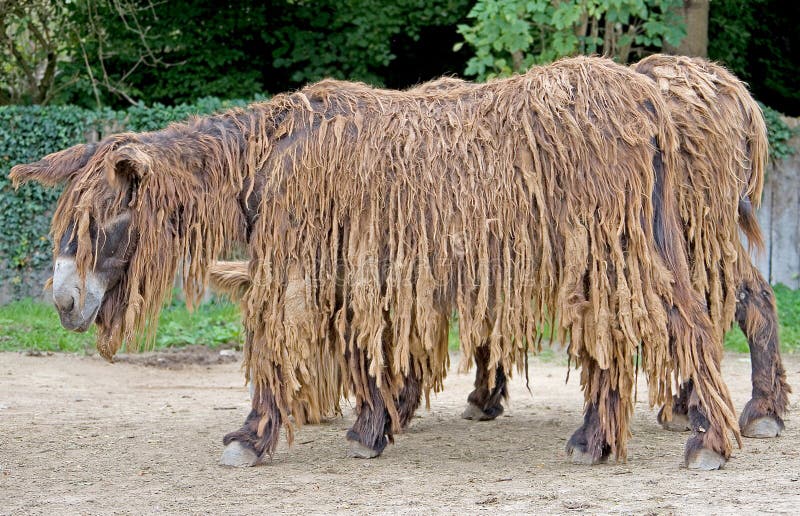 Het Hoofd Van De Poitouezel Stock Foto - Image of schepsel, vreemd ...