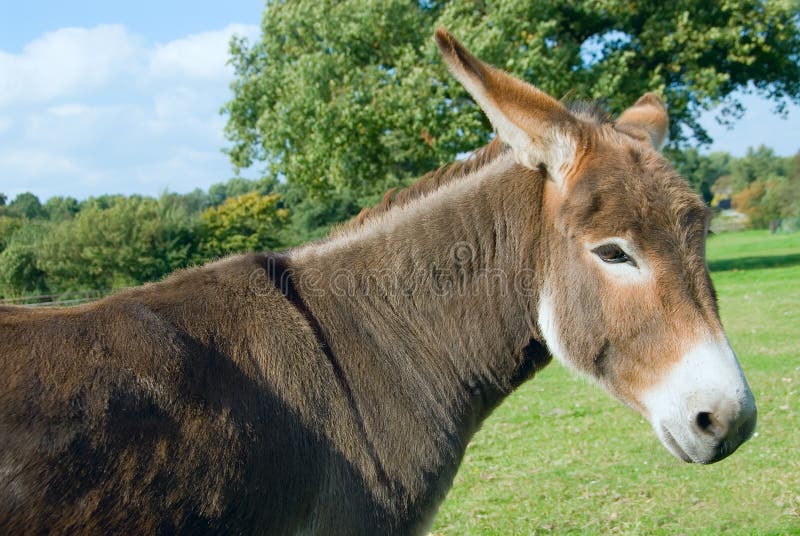 Leuke ezel stock afbeelding. Image of peering, binnenlands - 2575287