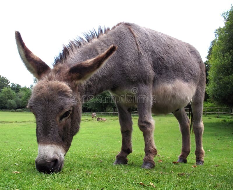 De Ezel van het huisdier stock foto. Image of nave, begrazing - 1128700