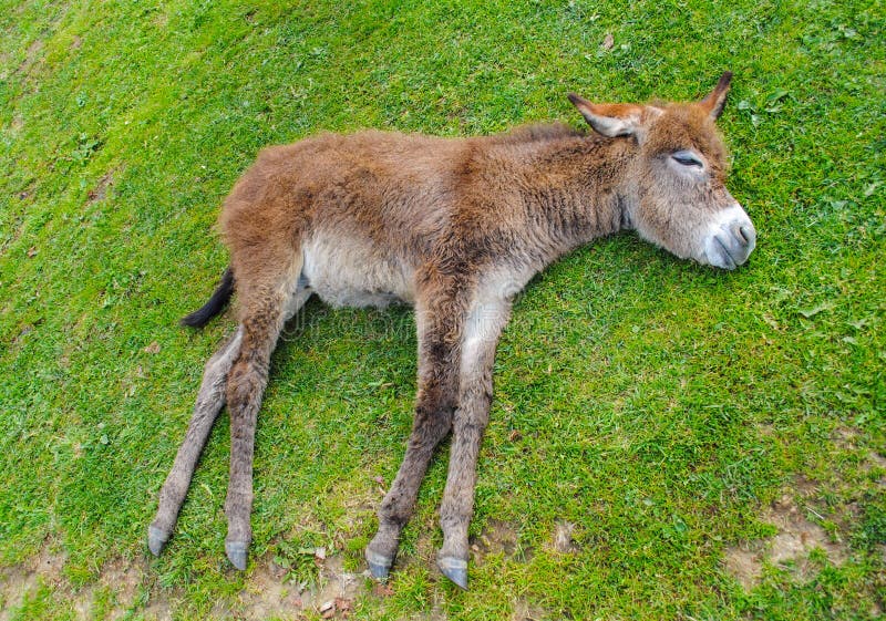 De Ezel van de baby stock afbeelding. Image of gras, foel - 1265897