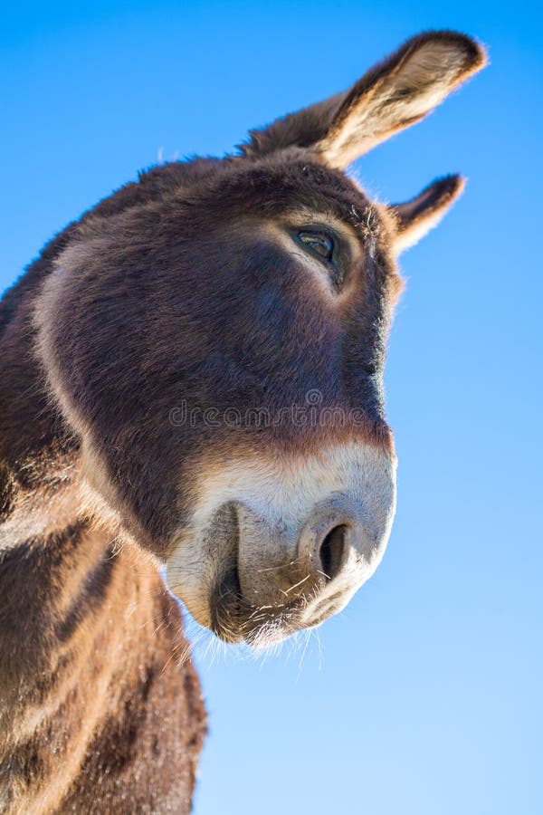 Grappige Ezel stock afbeelding. Image of ezel, achtergrond - 11066139