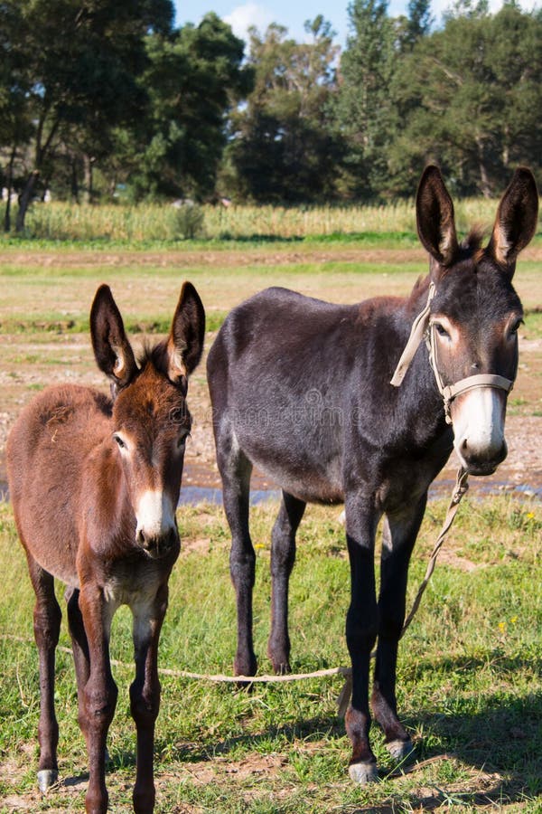 Ezel stock foto. Image of weiland, weide, dieren, ezel - 43912040