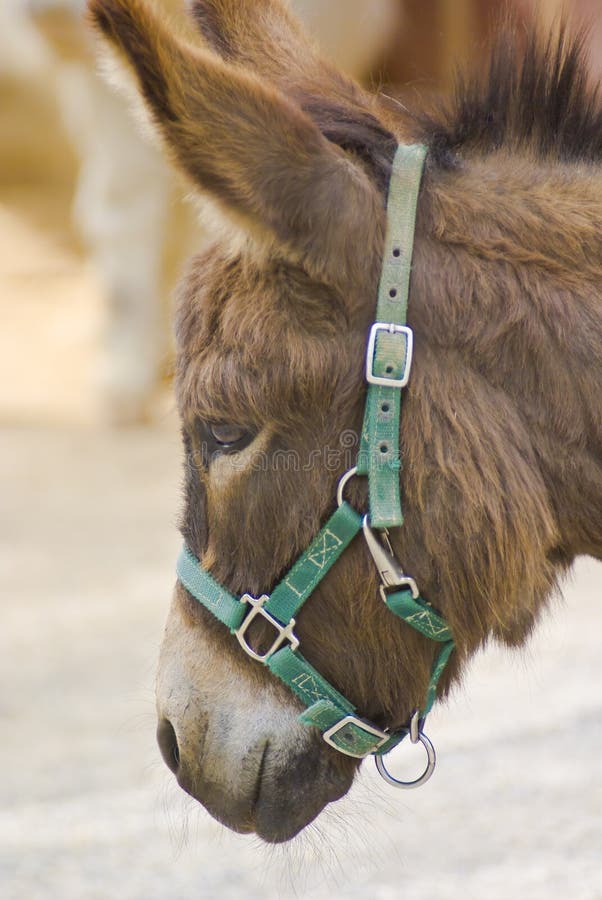 Ezel stock afbeelding. Image of amerika, bruin, woestijn - 5286511