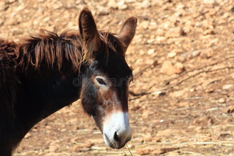 De Ezel van Cyprus stock afbeelding. Image of cyprus, landbouwbedrijf ...