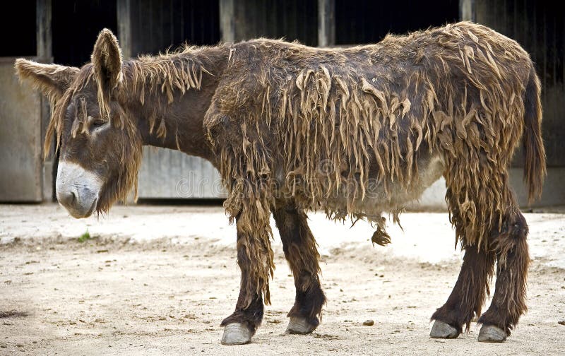 Ezel 6 van Poitou `s stock afbeelding. Image of gras, haar - 8480349