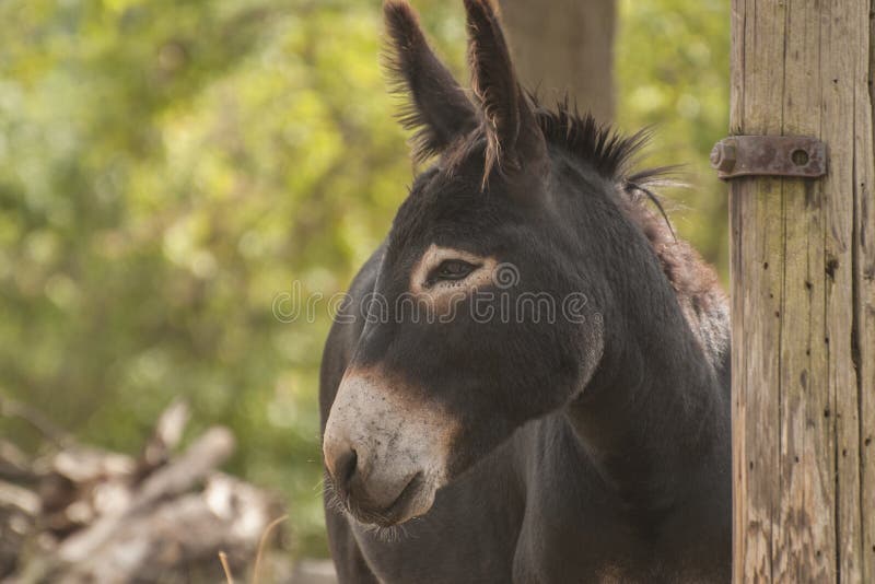 Ezel stock afbeelding. Image of zoogdier, weiland, dier - 64949253