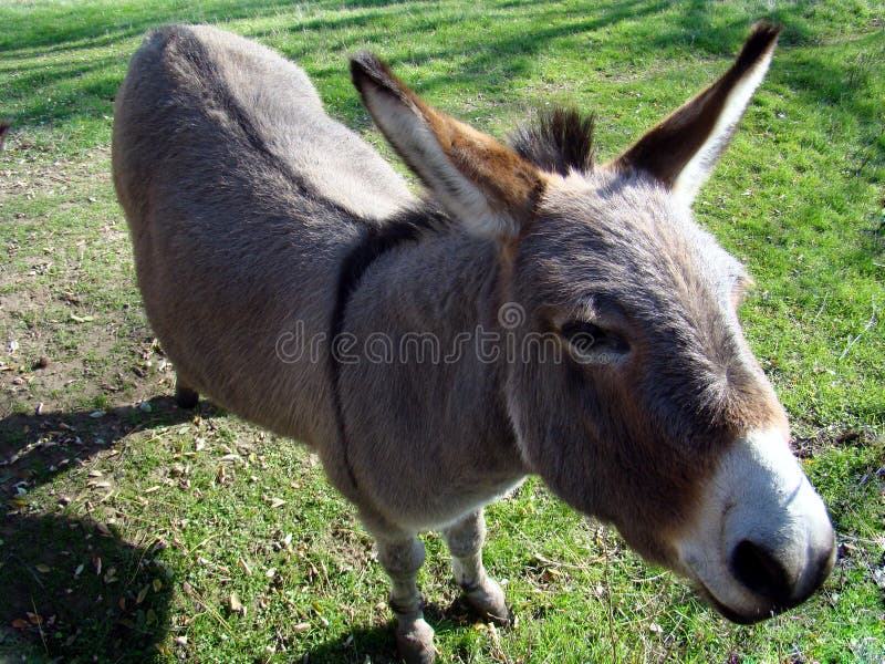 De Ezel van Cyprus stock afbeelding. Image of cyprus, landbouwbedrijf ...