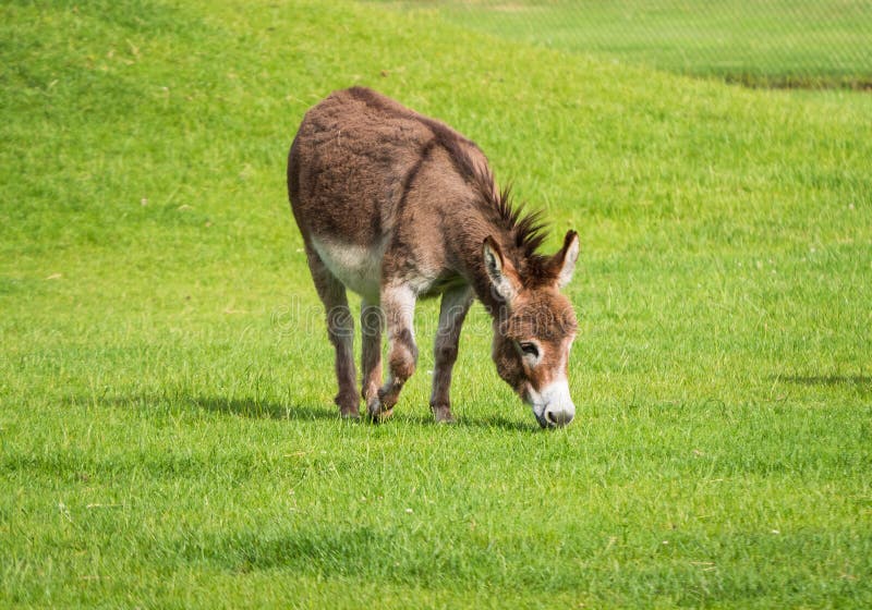 Ezel op een gebied stock foto. Image of bont, weide - 121797018