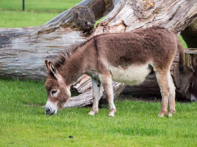 Ezel op een gebied stock foto. Image of bont, weide - 121797018