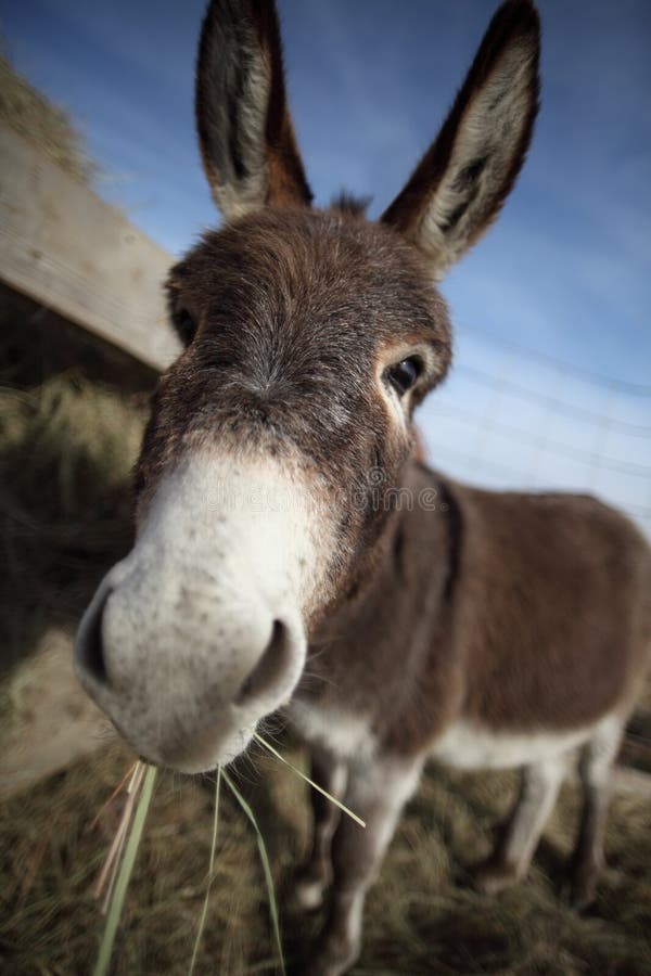 Ezel Die Hooi Eet, Close-up Stock Afbeelding - Image of boerderij ...
