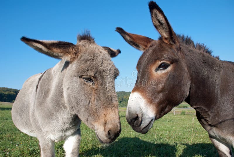 De Muilezelzitting Van De Ezel in Mediterrane Olijfboom Stock ...