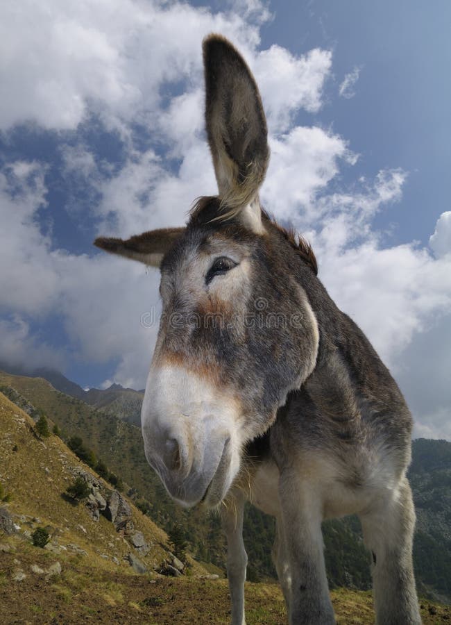 Grappige Ezel, Equus Africanusasinus Stock Foto - Image of hoofd ...