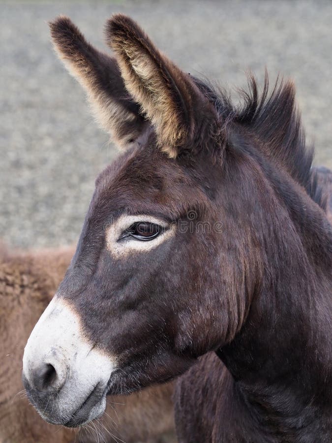 Ezel Headshot stock afbeelding. Image of zoogdier, grappig - 103448985