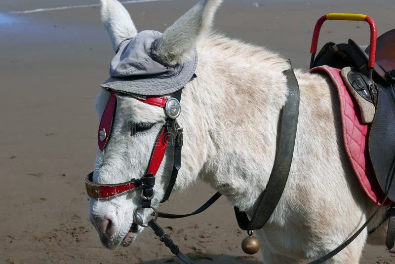 Ezel een hoed stock foto. Afbeelding bestaande uit horseback - 3018392