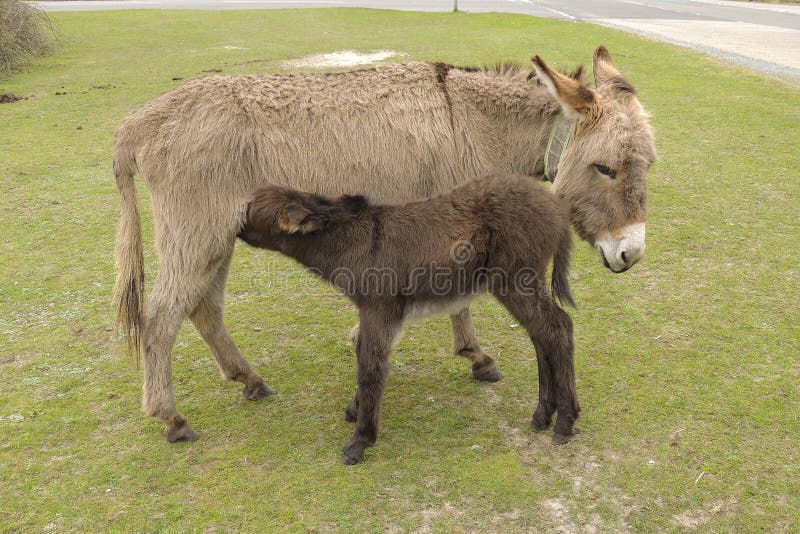 Het veulen van de ezel stock afbeelding. Afbeelding bestaande uit harig ...