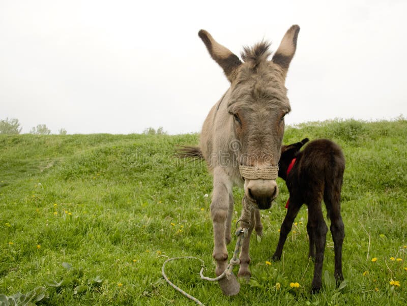 Ezel mum en baby stock afbeelding. Image of liefde, landbouwbedrijf ...